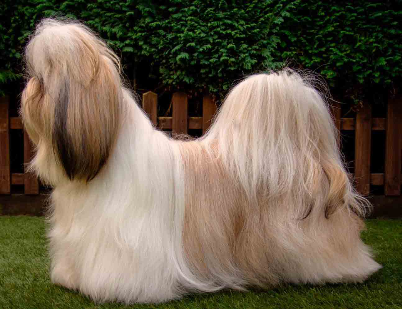 Shih Tzu Club Breed Database - Information Card for Middletune ...